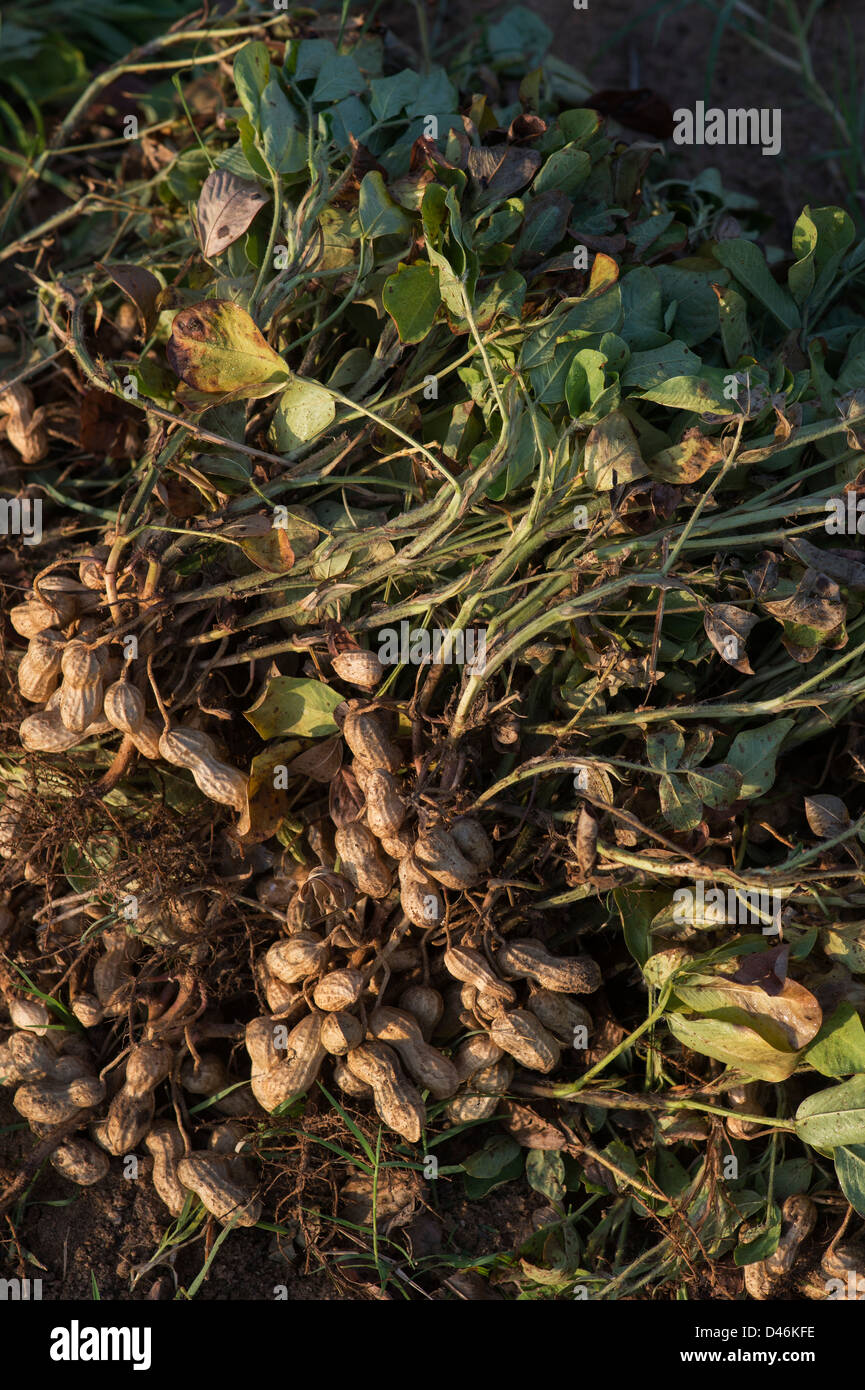 Harvested peanuts in the Indian countryside. Andhra Pradesh, India ...