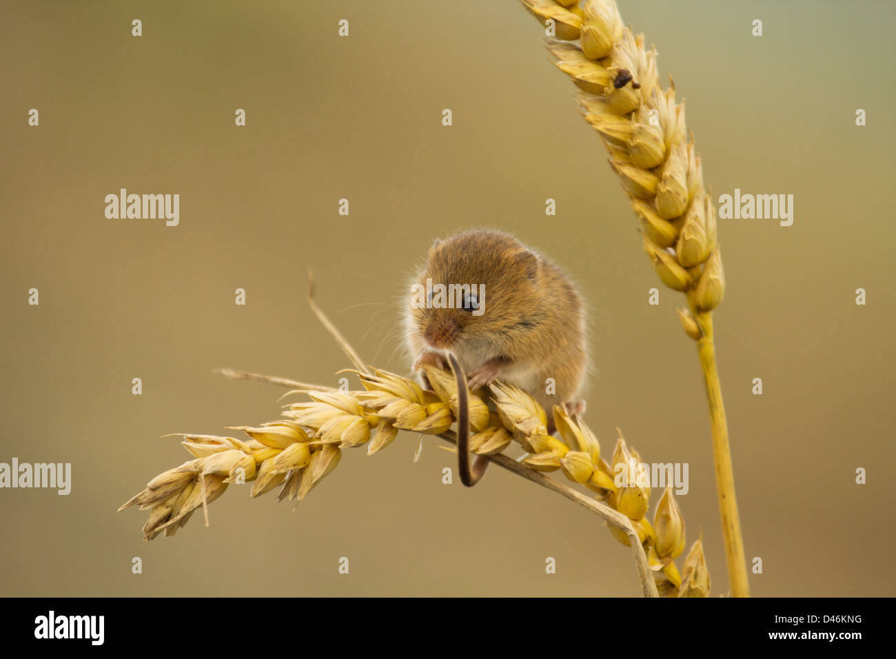 Harvest mouse on corn, Micromys minutus Stock Photo - Alamy