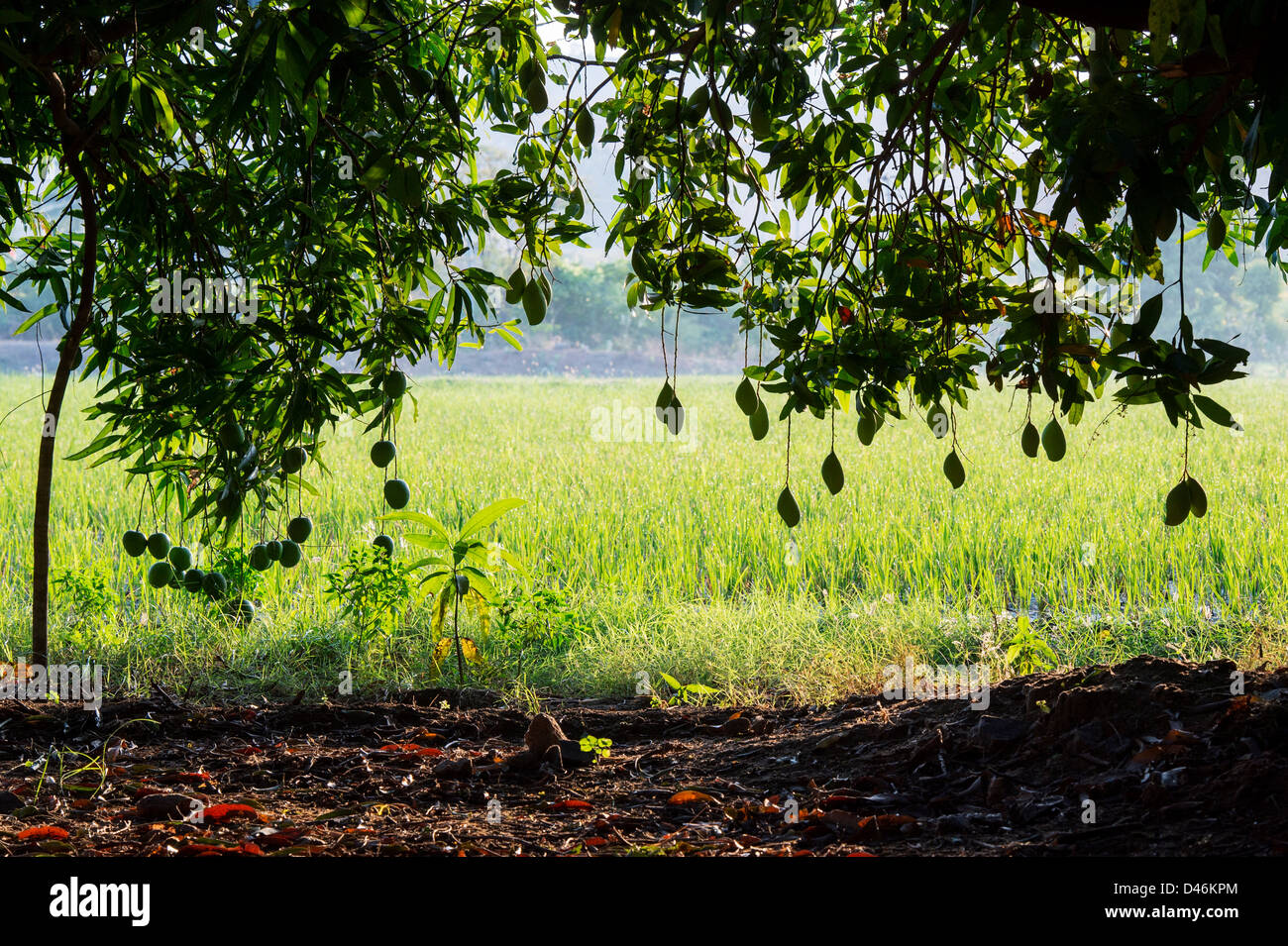 Mangoes Growing Mango Tree Stock Photos & Mangoes Growing Mango Tree ...