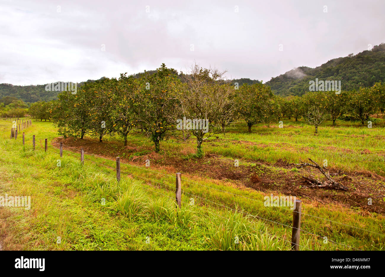 Along the Hummingbird Highway in Belize Stock Photo - Alamy