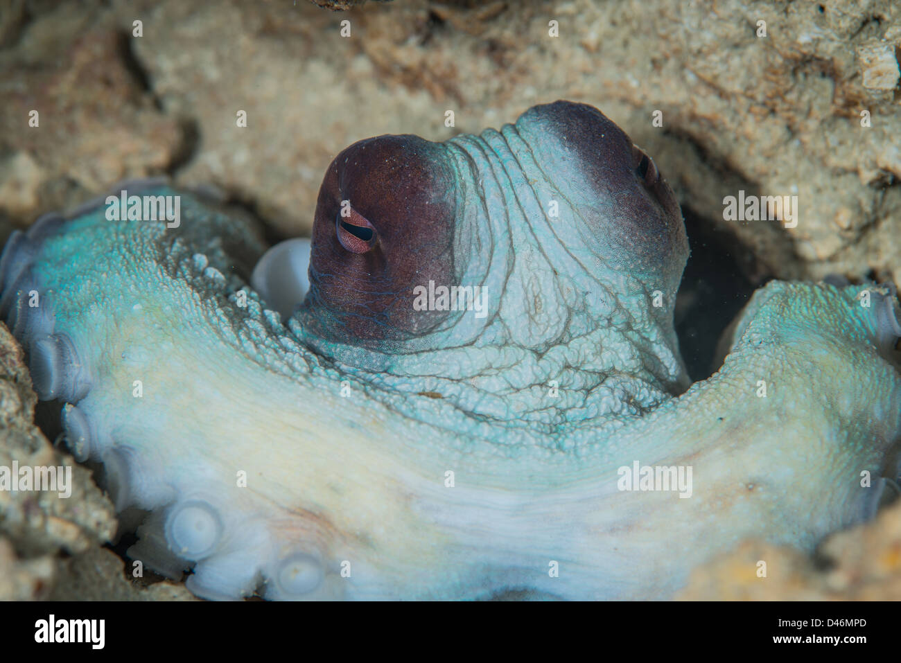 A common octopus tries to hid inside a hole in the reef of Menjangan ...