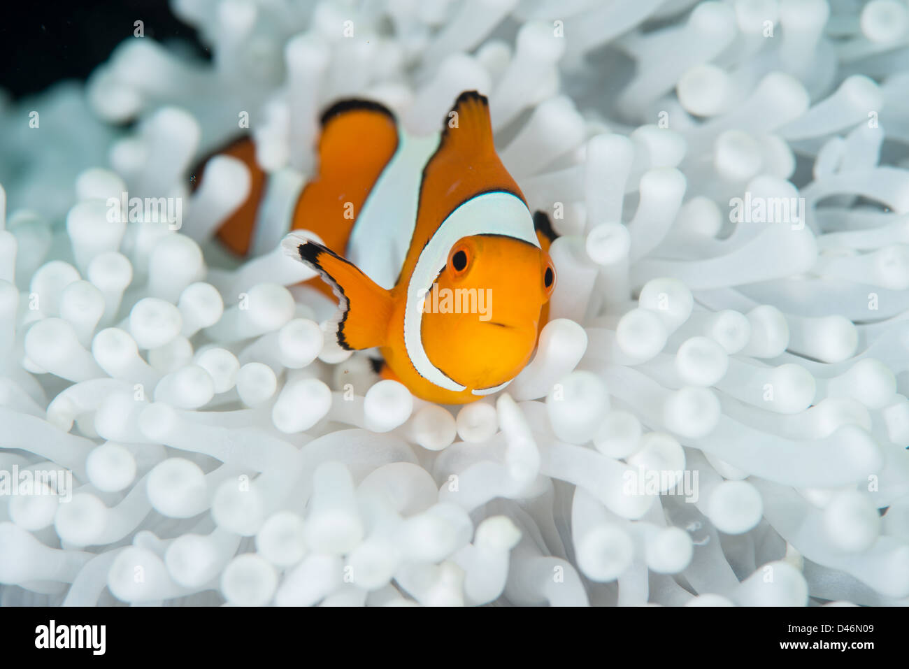 Finding nemo hi-res stock photography and images - Alamy