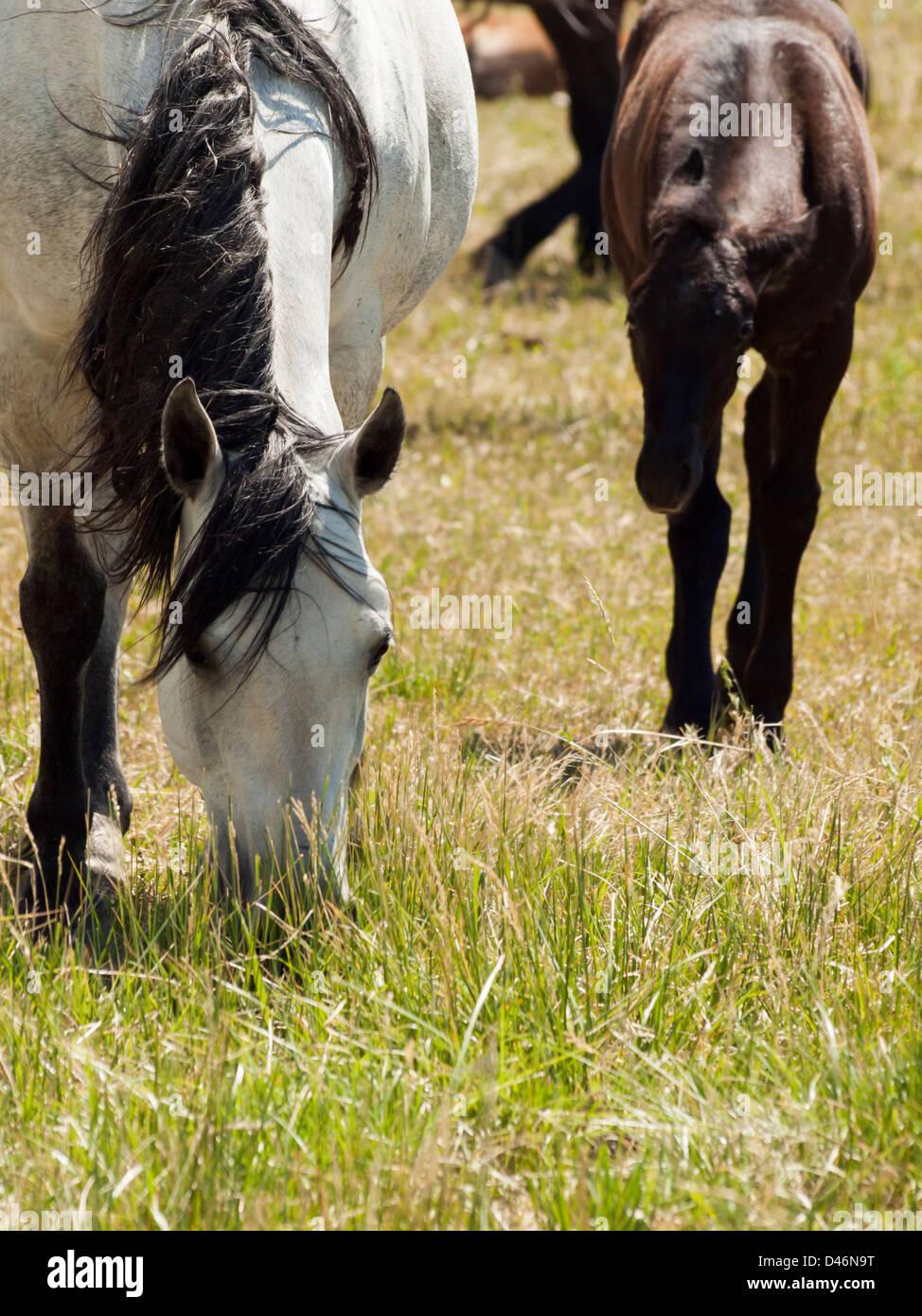 Horses grazing in the field Stock Photo - Alamy