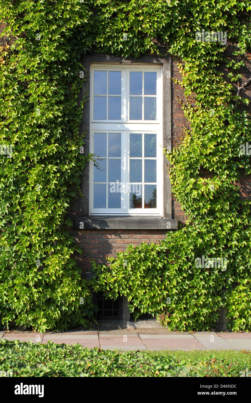 Wall with window covered with ivy Stock Photo - Alamy