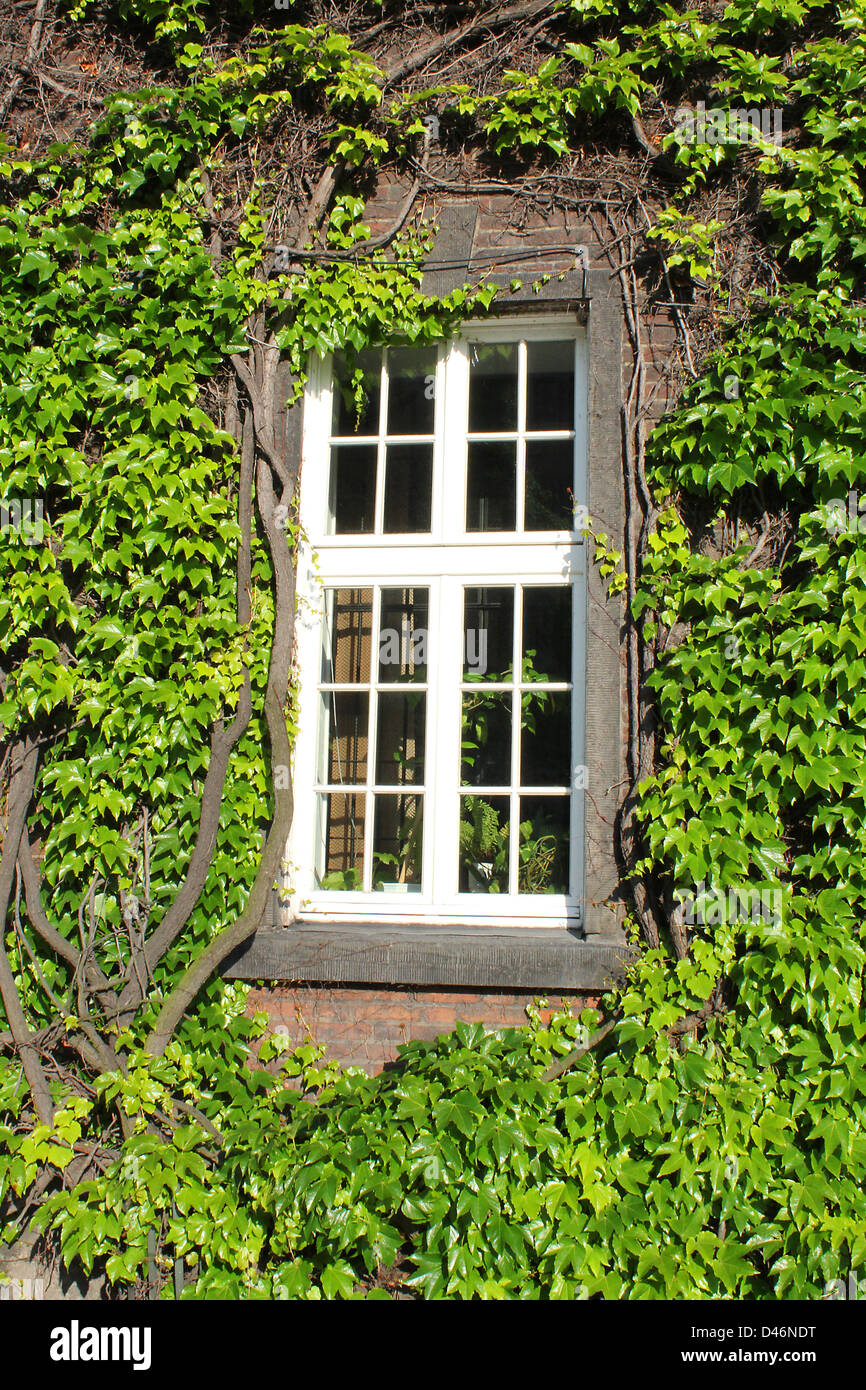 Wall with window covered with ivy Stock Photo - Alamy