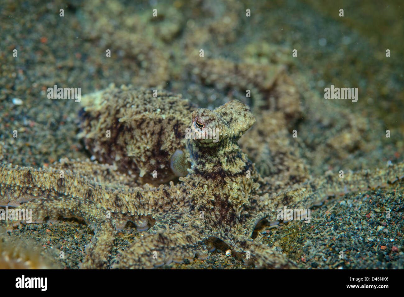 A long arm octopus face up close Stock Photo - Alamy