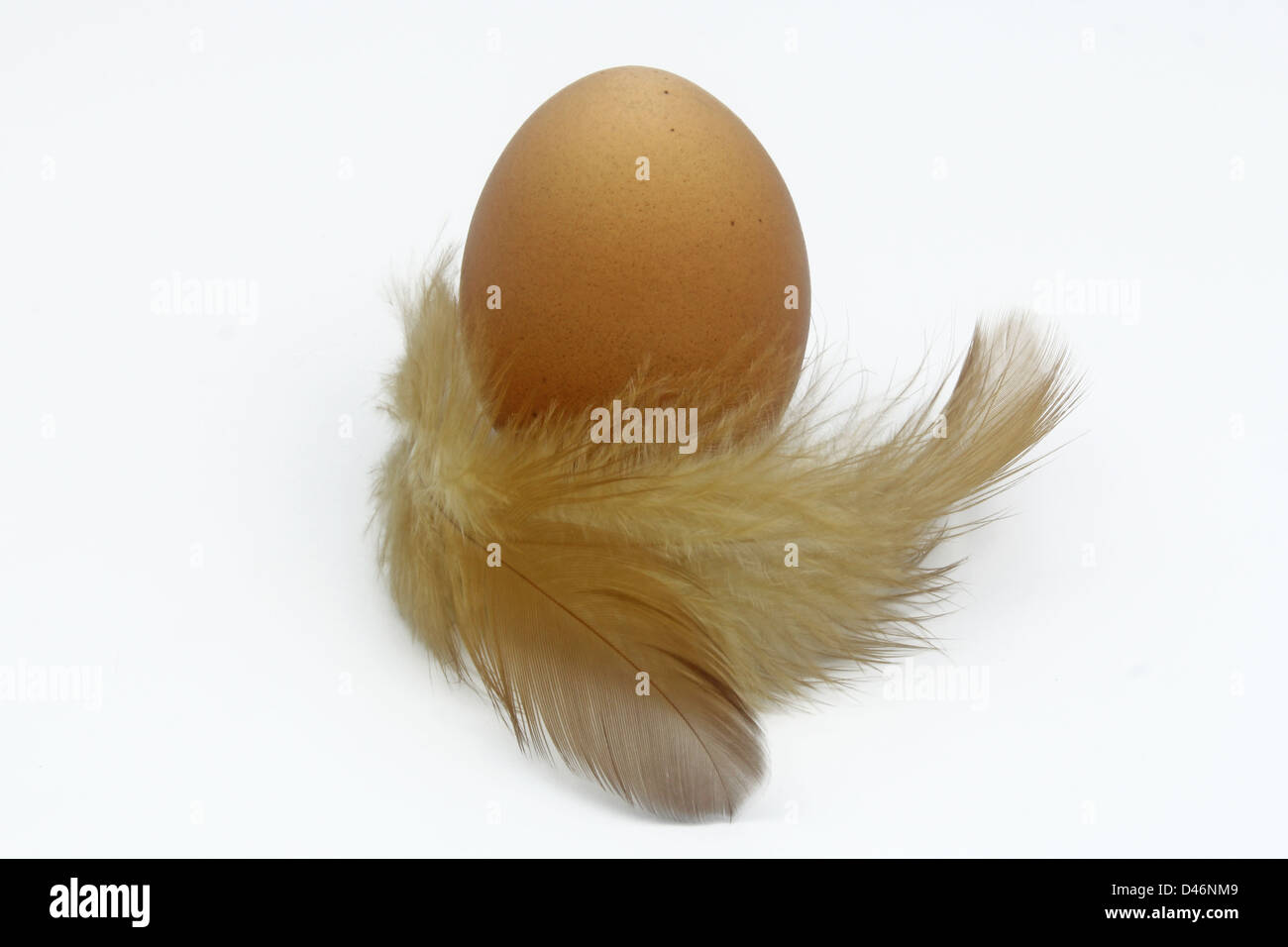 closeup of one egg with feathers isolated on white Stock Photo - Alamy