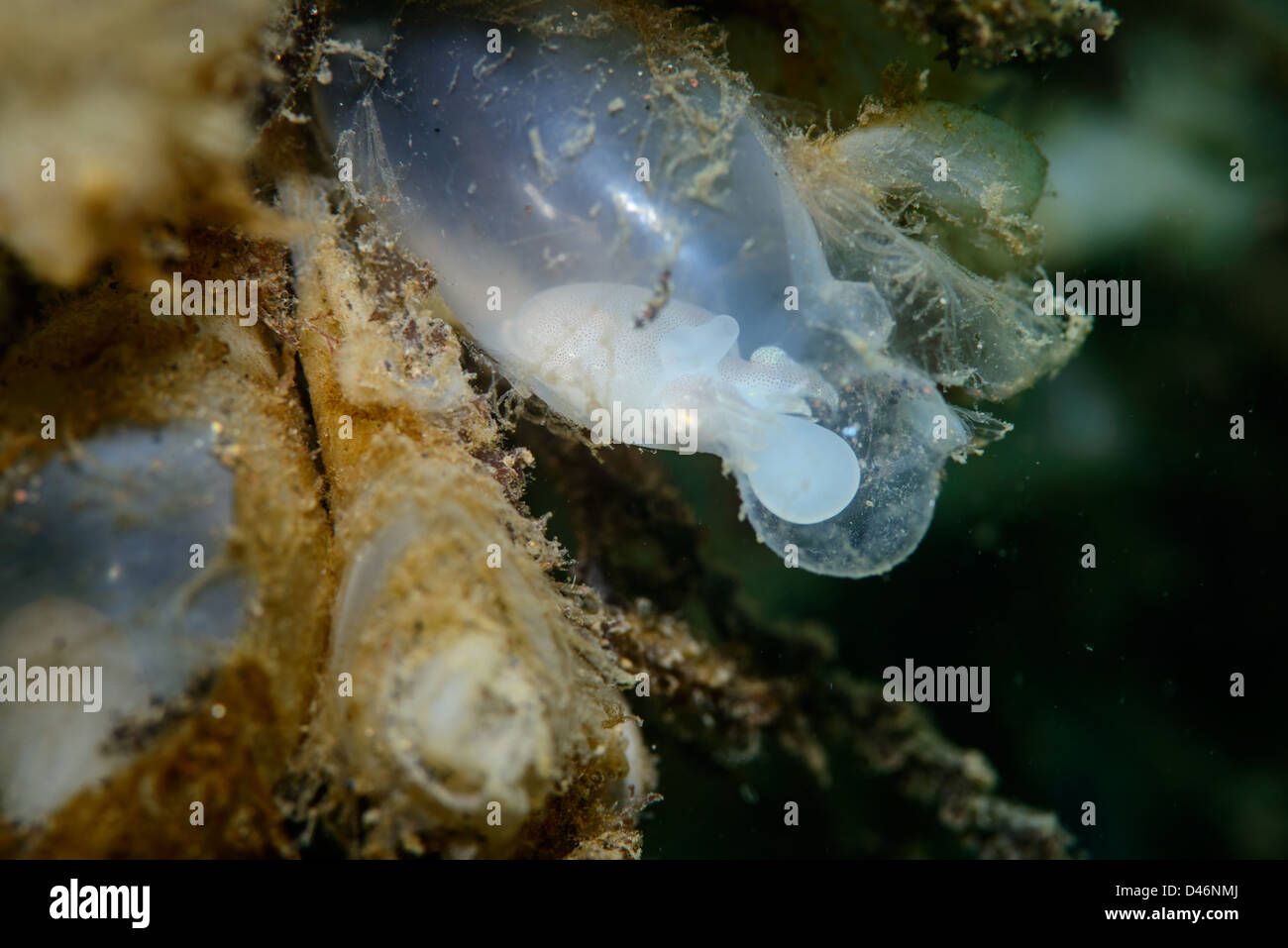 Baby cuttlefish still inside the egg bag attached to the reef Stock ...