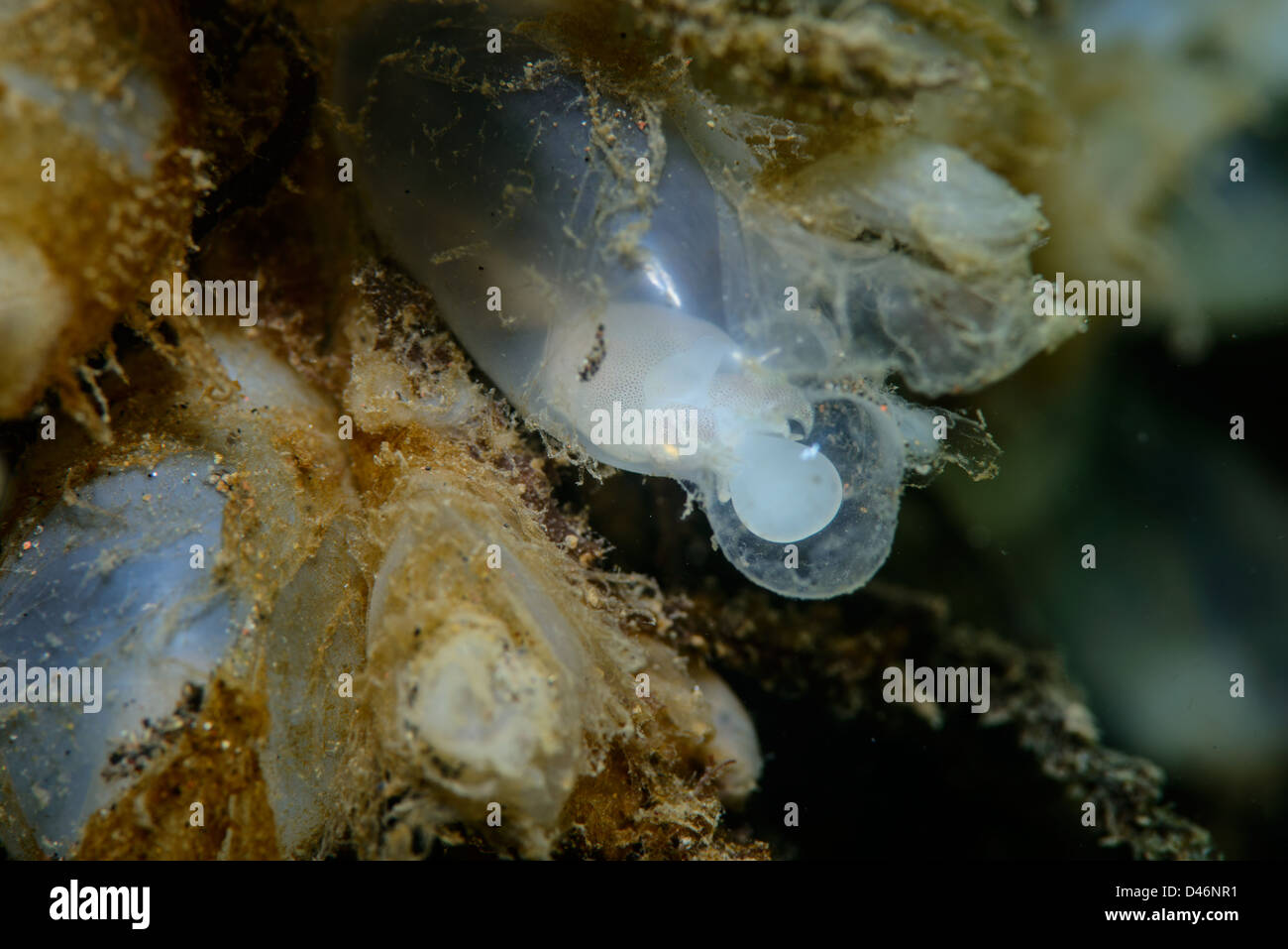 Baby underwater hi-res stock photography and images - Alamy