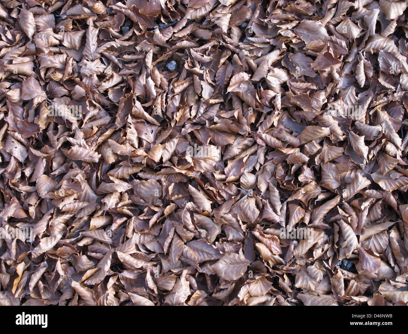 dead leaves in a forest Stock Photo - Alamy