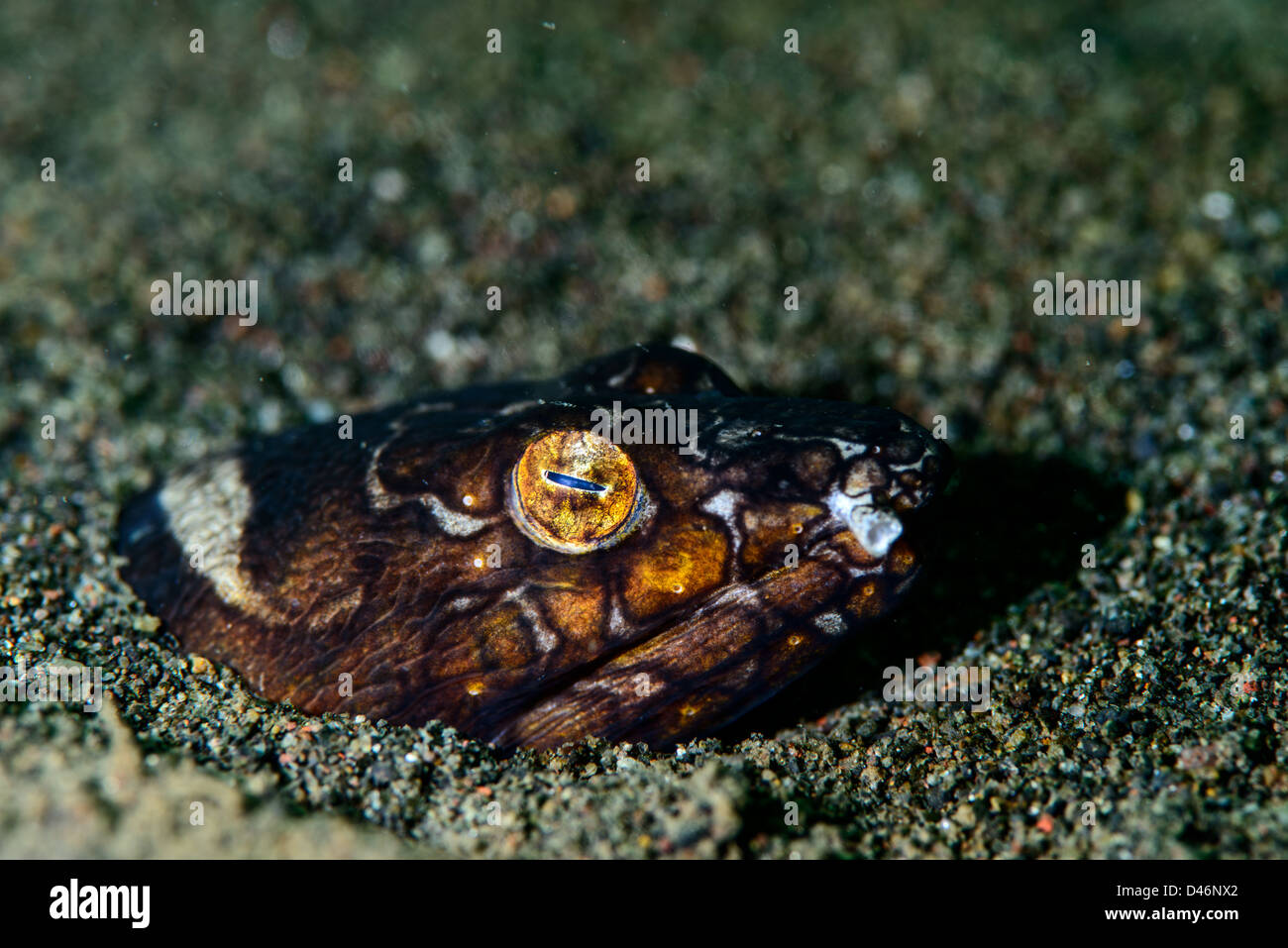 A snake eel hides in the sand living only his head ready to catch a ...