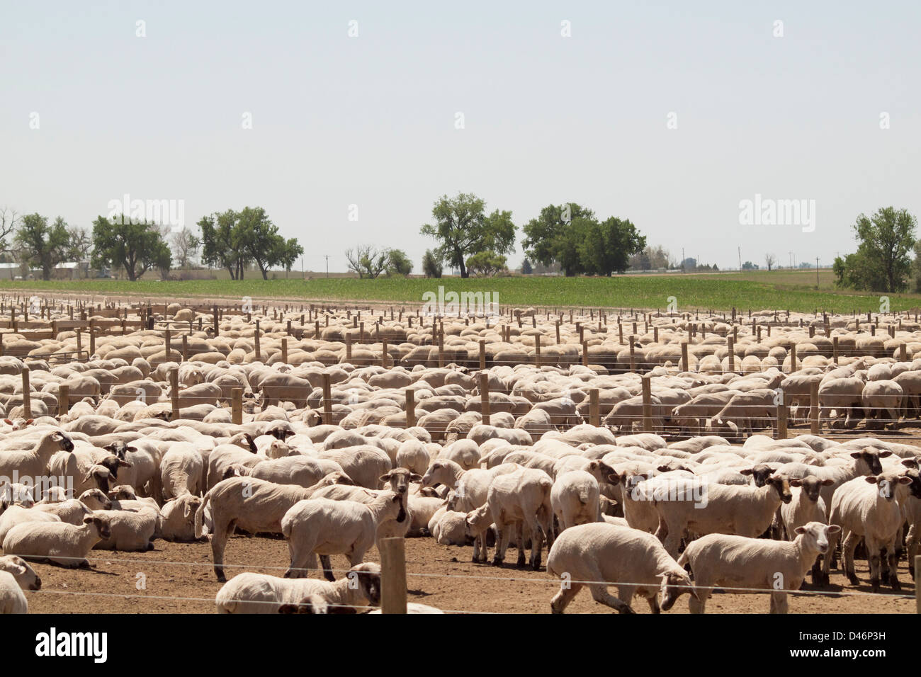 Shaved sheep on sheep farm in Colorado Stock Photo - Alamy