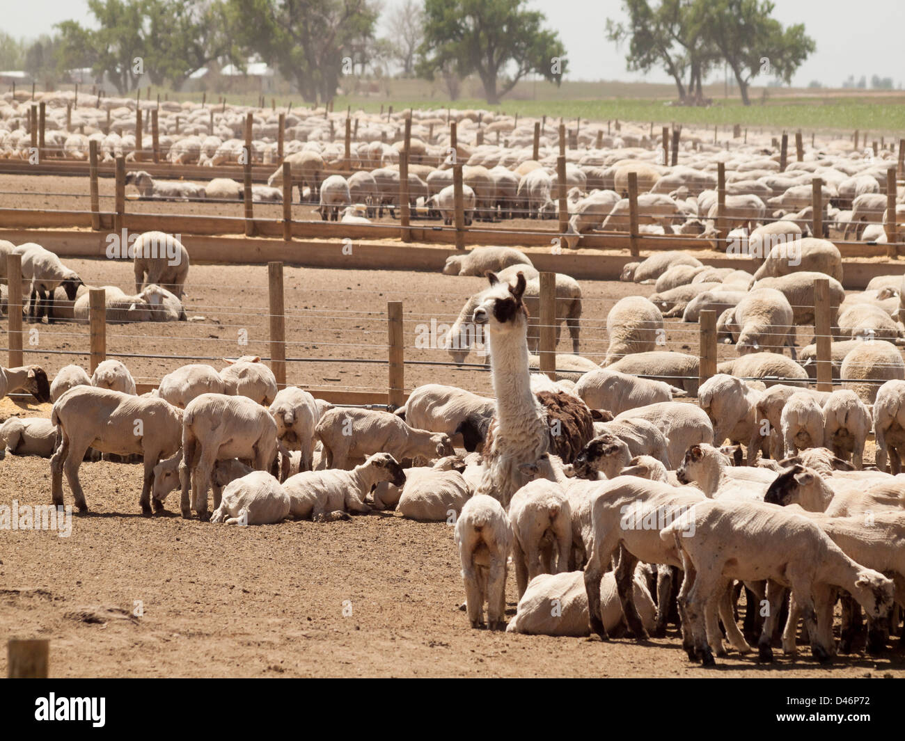 Shaved sheep on sheep farm in Colorado Stock Photo - Alamy