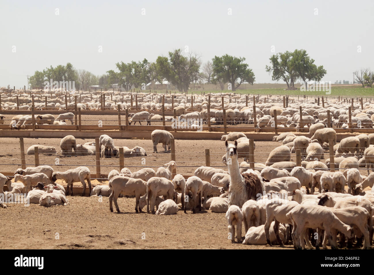 Shaved sheep on sheep farm in Colorado Stock Photo - Alamy
