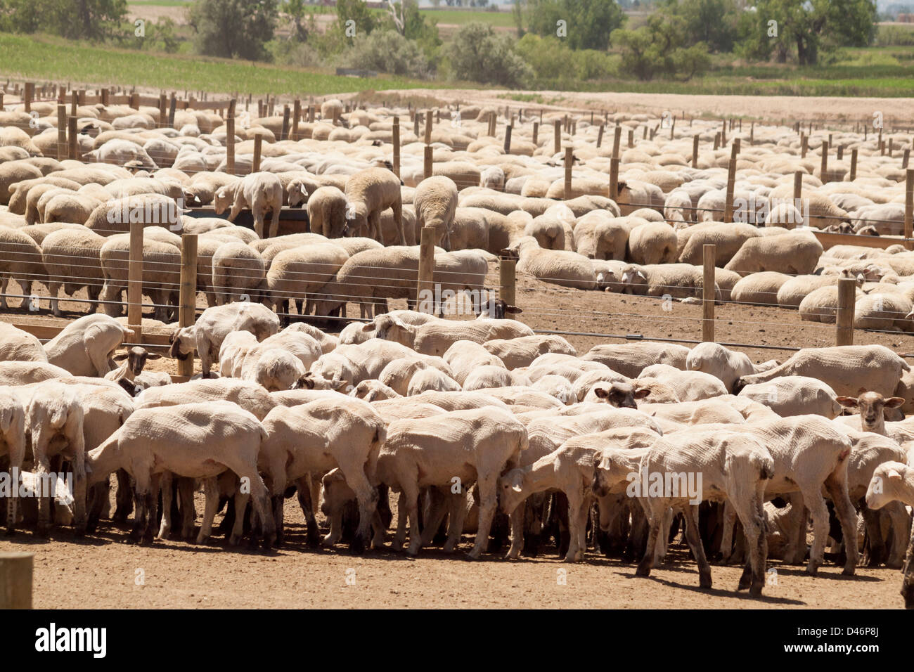 Shaved sheep on sheep farm in Colorado Stock Photo - Alamy