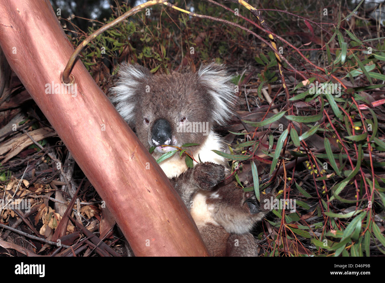 Wet koala hi-res stock photography and images - Alamy