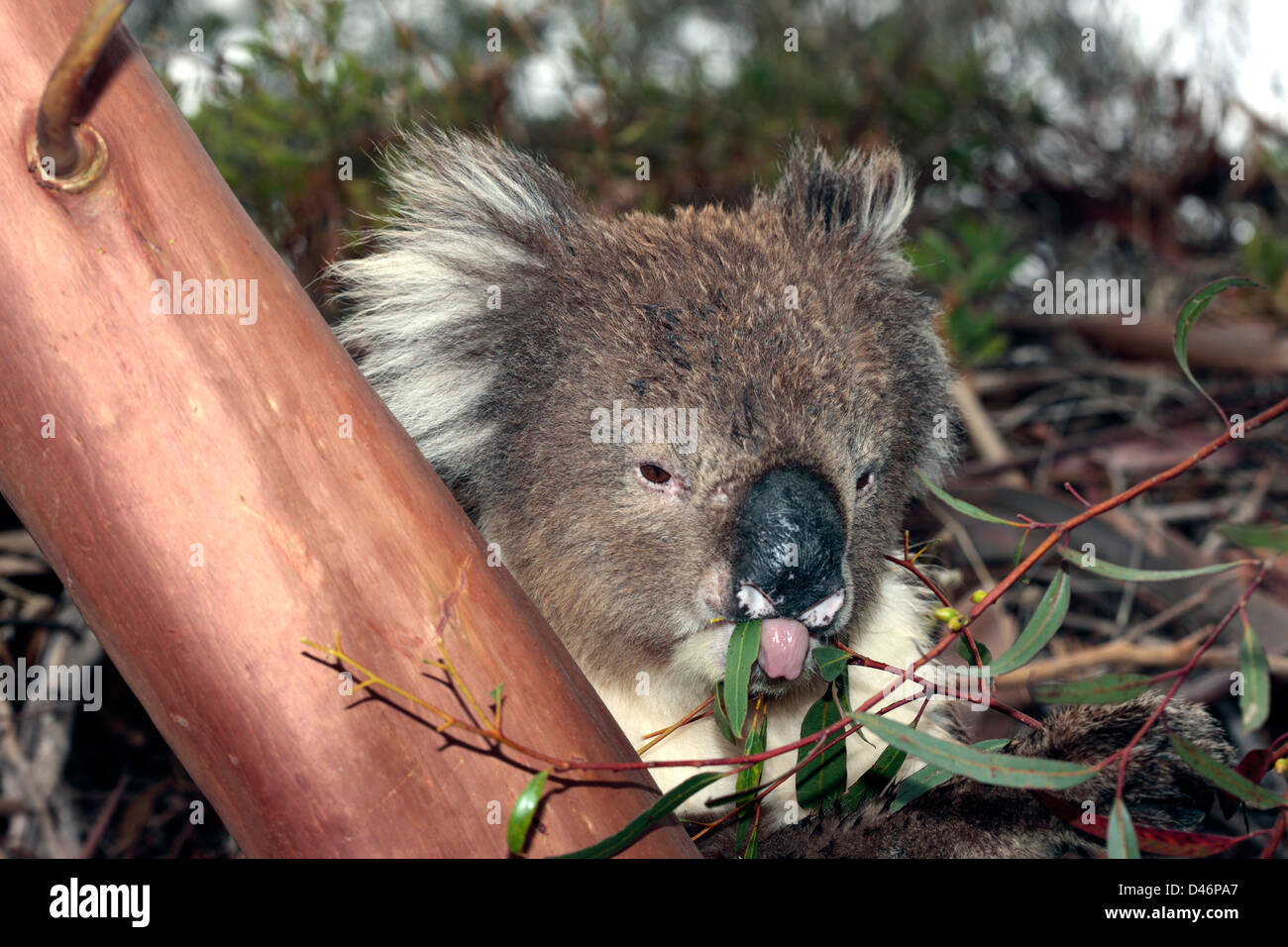 Wet koala hi-res stock photography and images - Alamy
