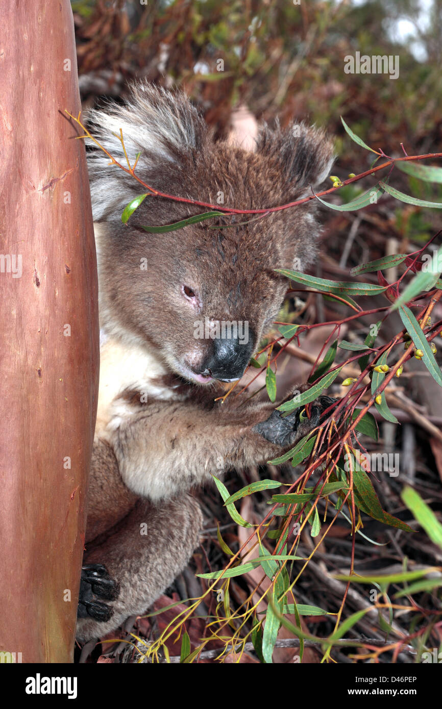 Wet koala hi-res stock photography and images - Alamy