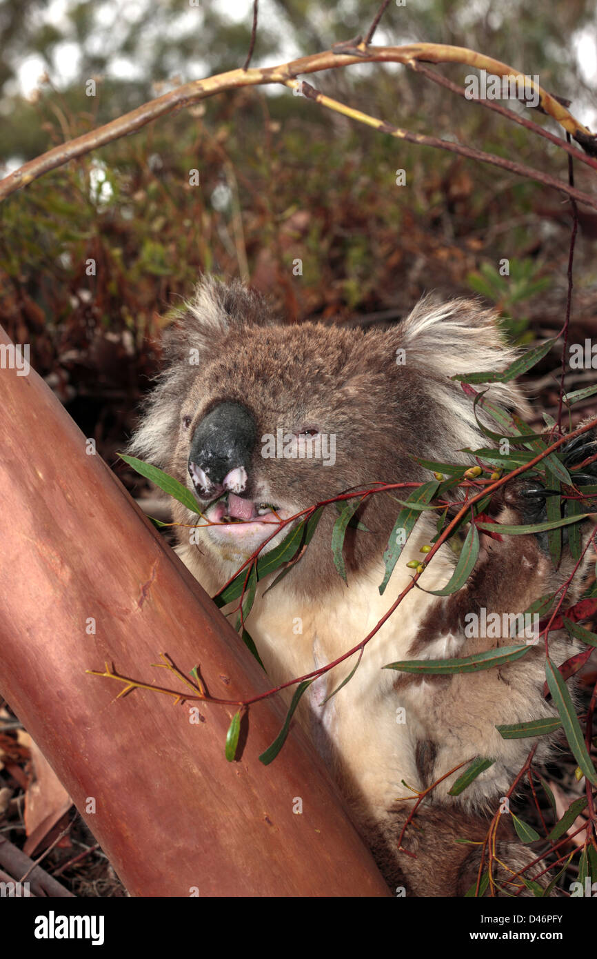 Koala wet eating leaves hi-res stock photography and images - Alamy