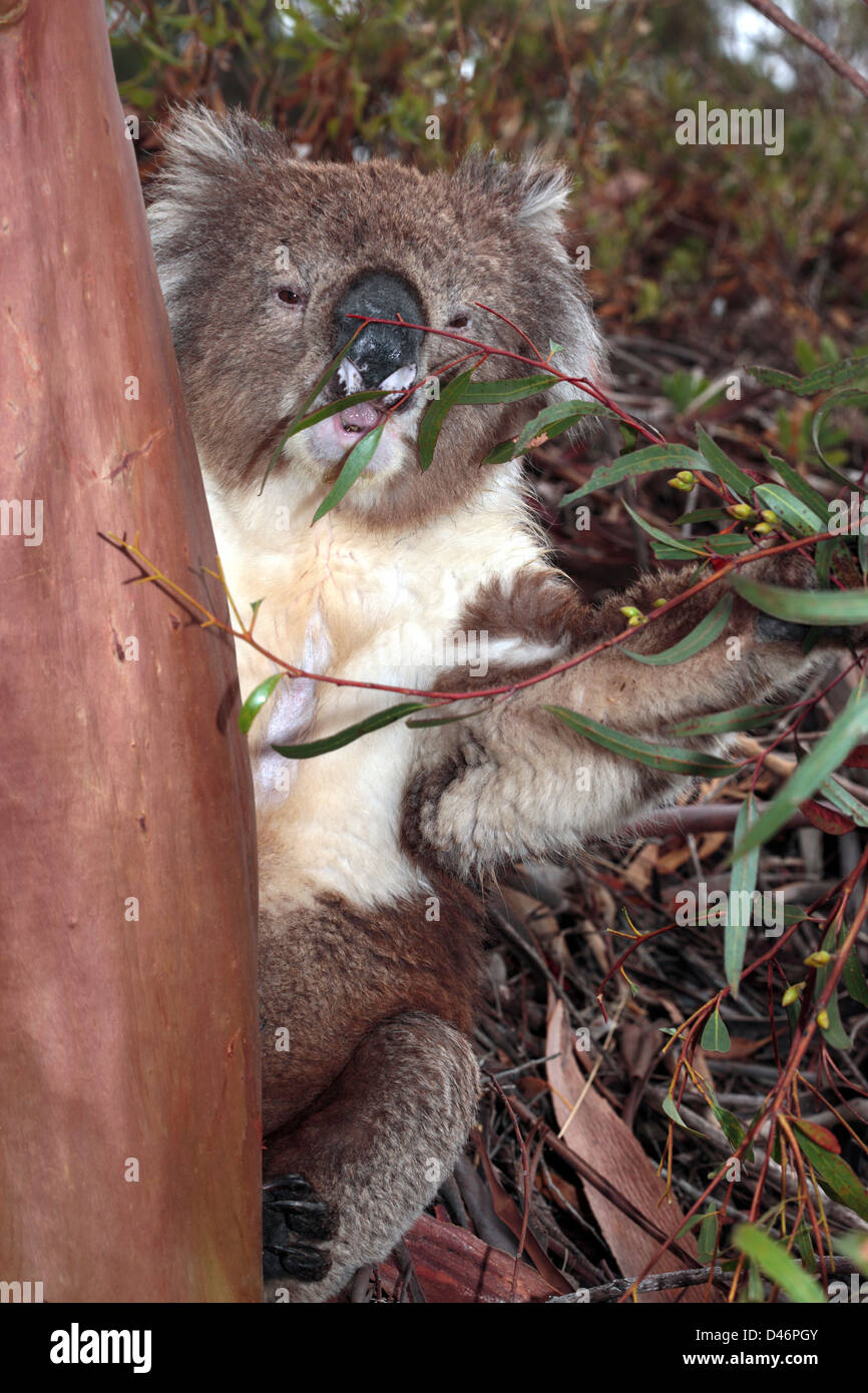 Koala feeding and sheltering from rain in Eucalyptus tree- Phasolarctos ...