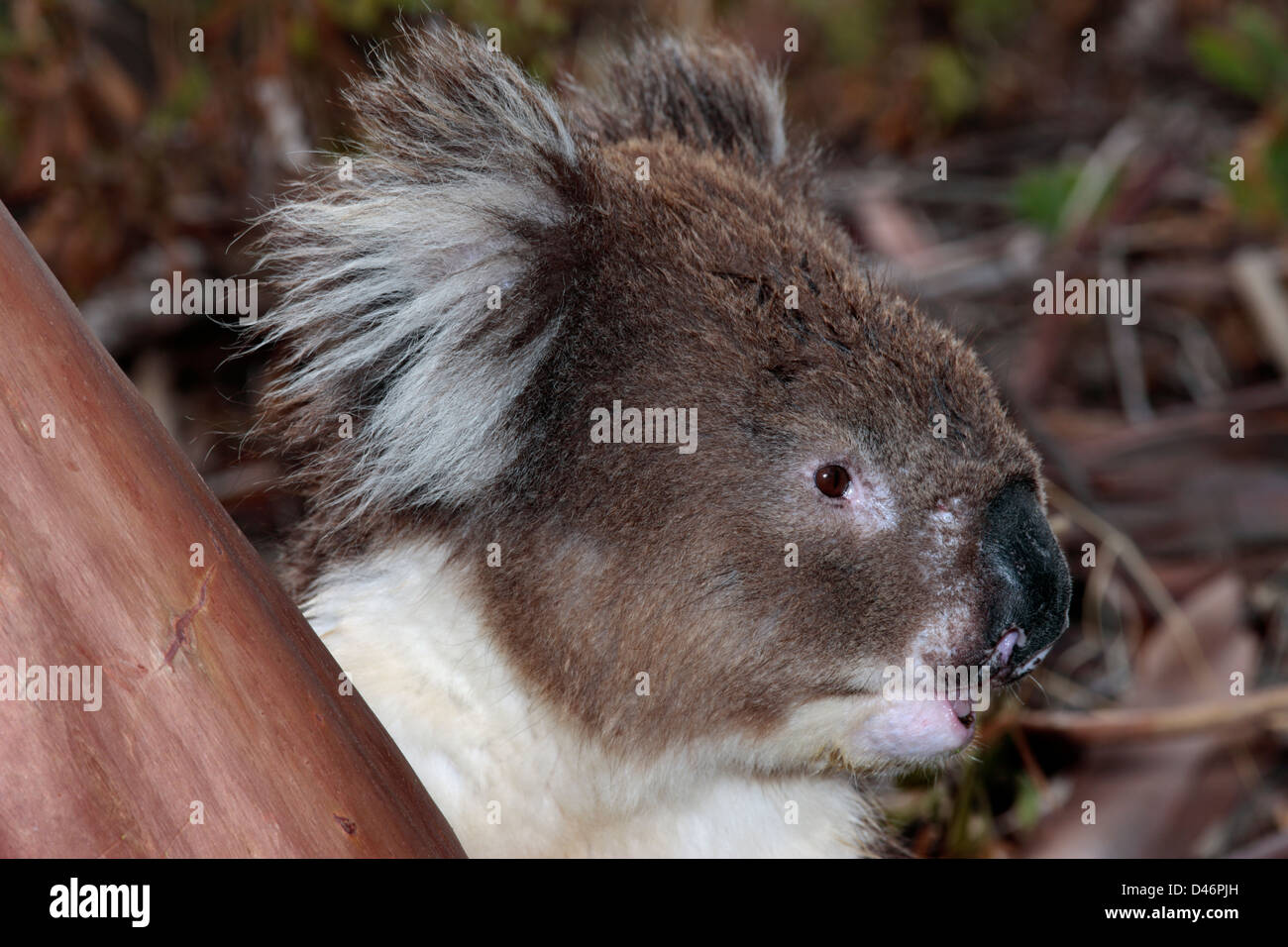 Wet Koala