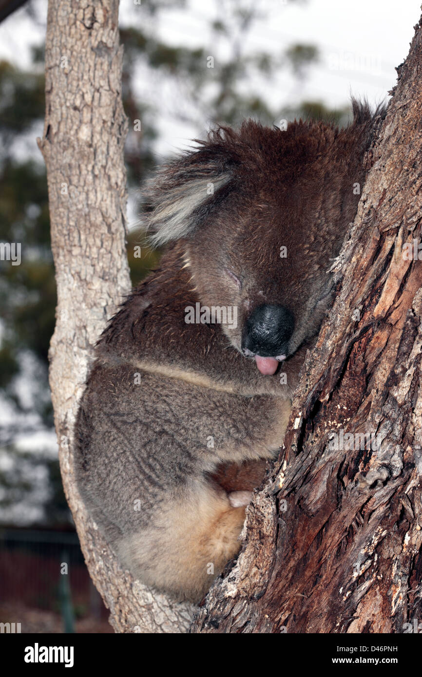 Wet koala hi-res stock photography and images - Alamy