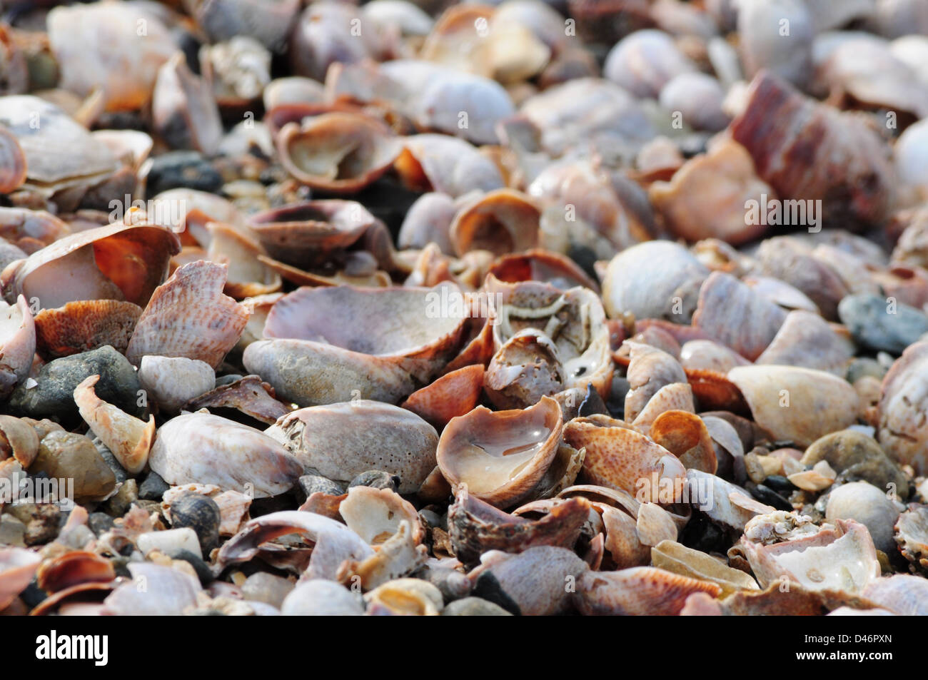 Seashells on Silver Sands Beach Stock Photo - Alamy