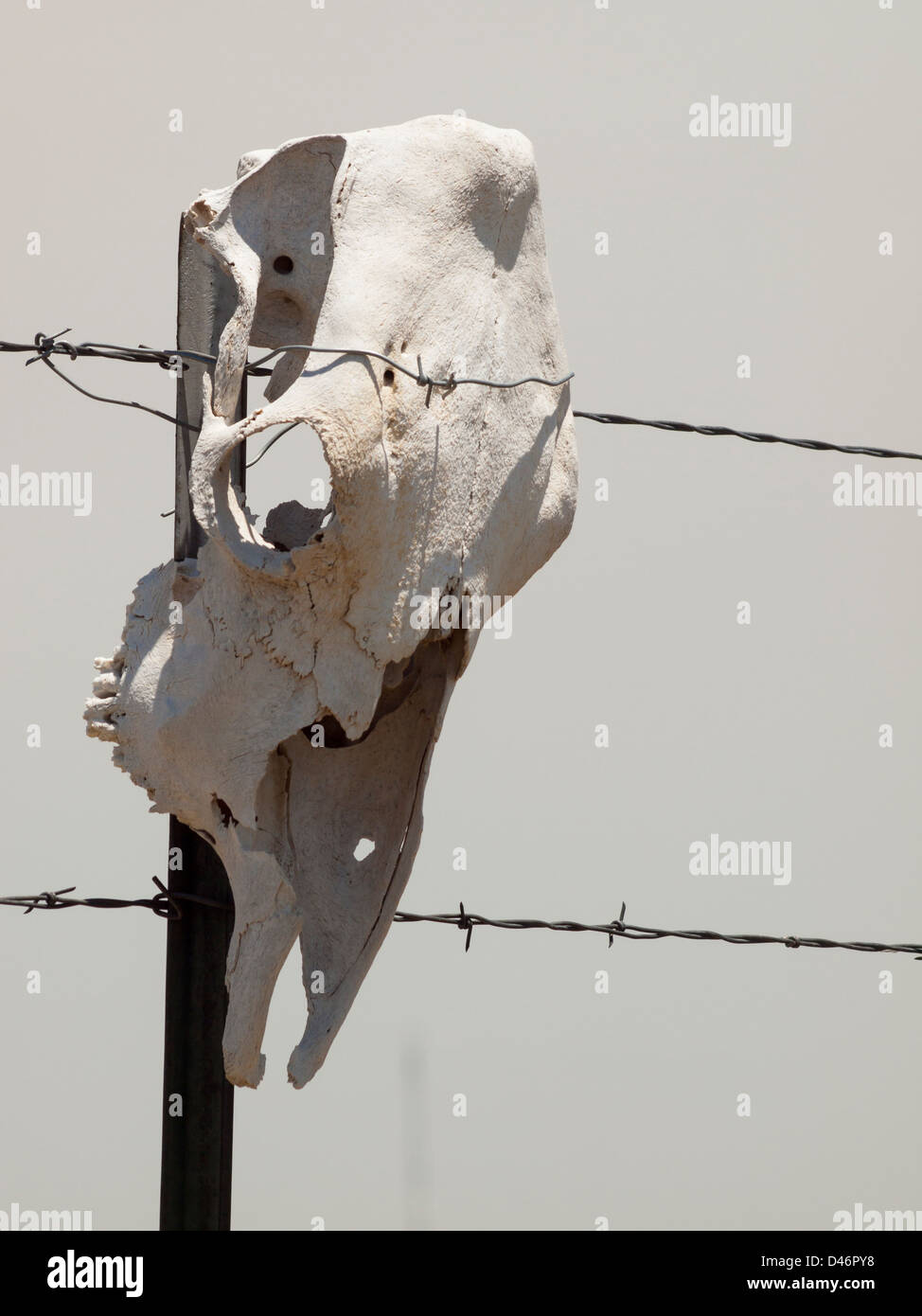 Beef skulls hi-res stock photography and images - Alamy
