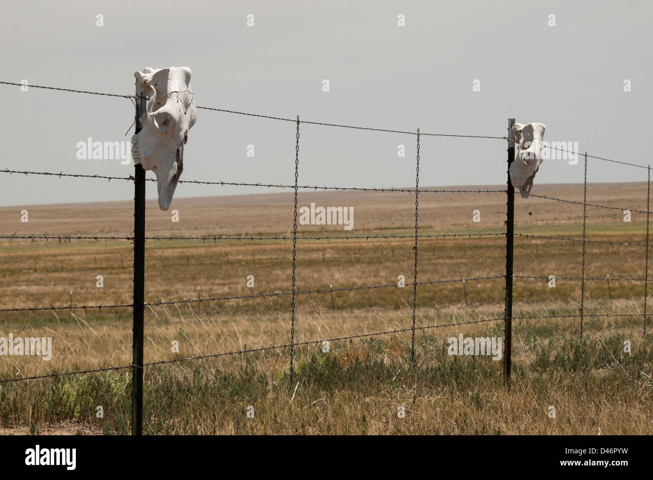 Fence with cow skulls around western ranch Stock Photo - Alamy