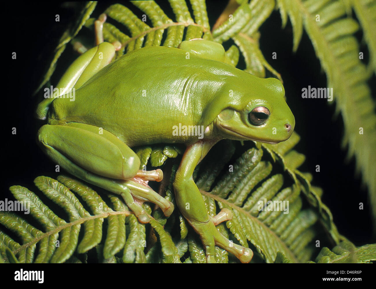 Green Tree frog Stock Photo - Alamy