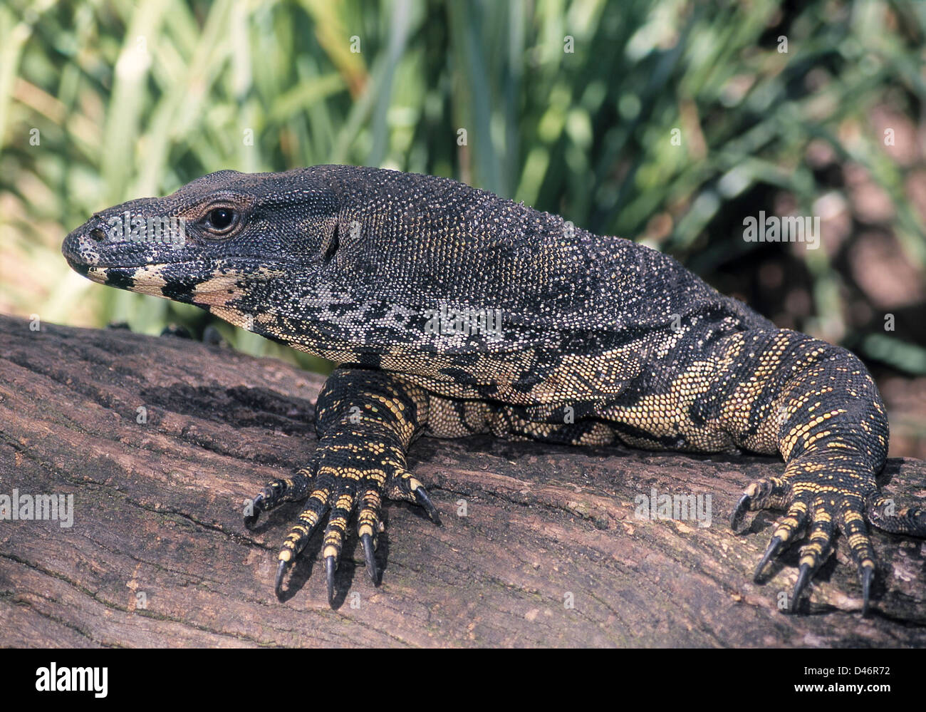 Lace Monitor climbs over a log Stock Photo - Alamy
