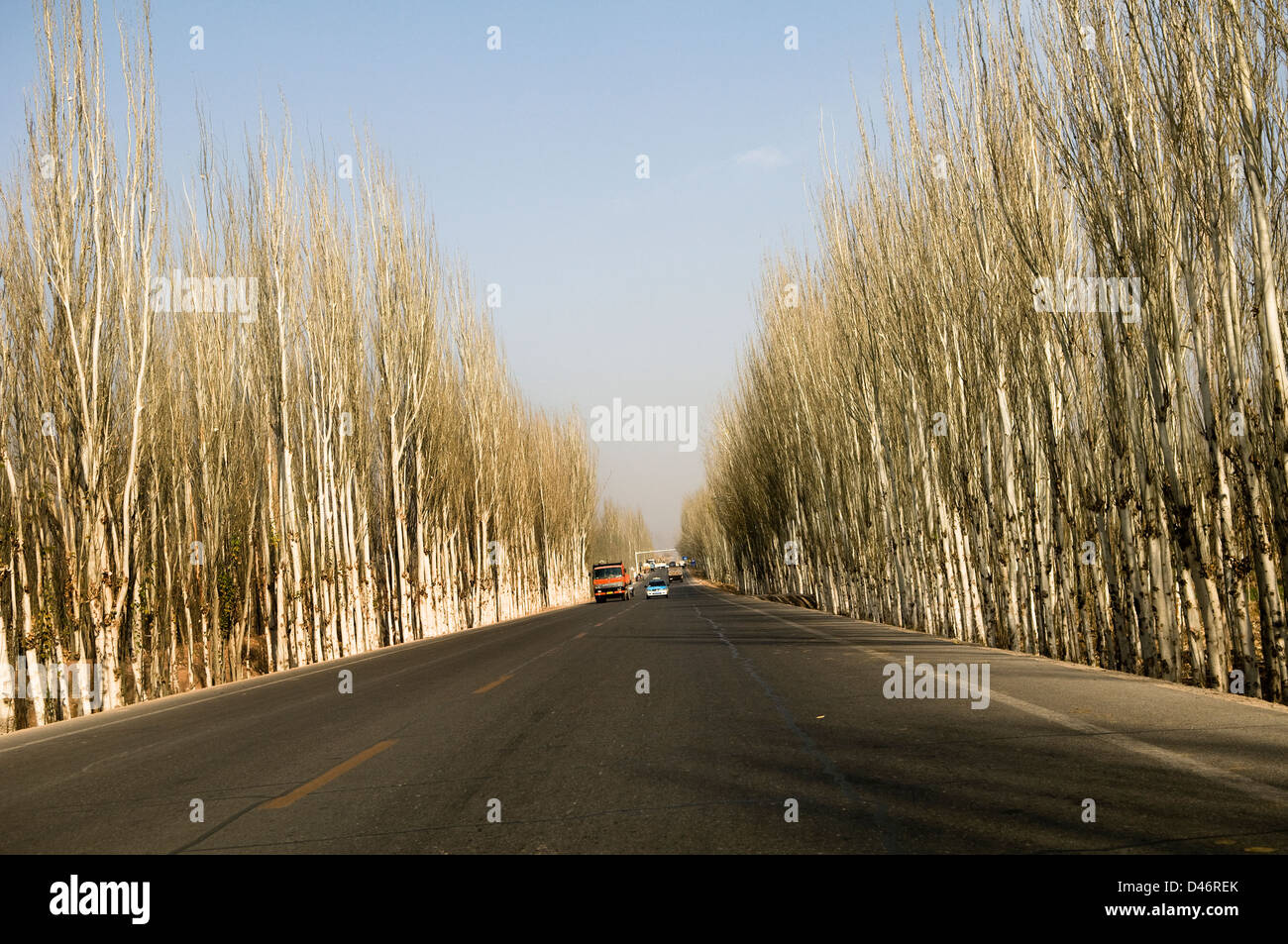 Populus trees along the roads in Xinjiang province Stock Photo - Alamy