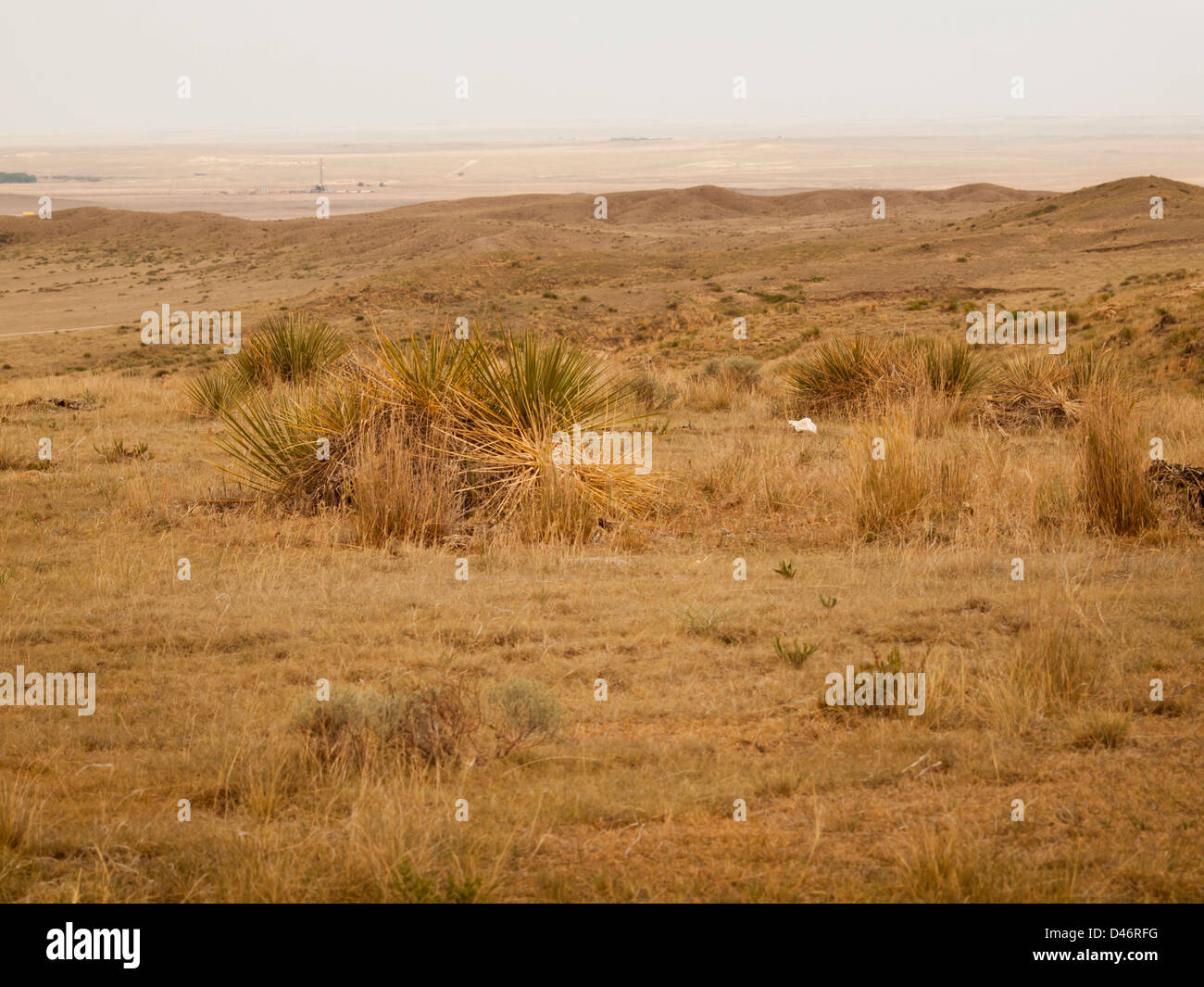 Dry lowland grassland hi-res stock photography and images - Alamy