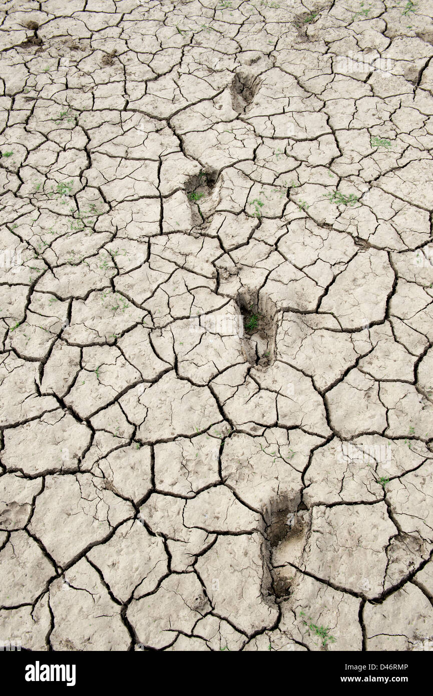 Footprints in dry cracking clay lake bed soil in the Indian countryside ...
