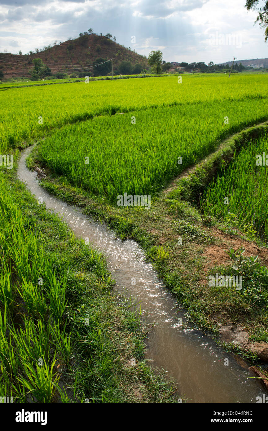 Irrigating rice paddy fields at sunset. Andhra Pradesh, India Stock ...