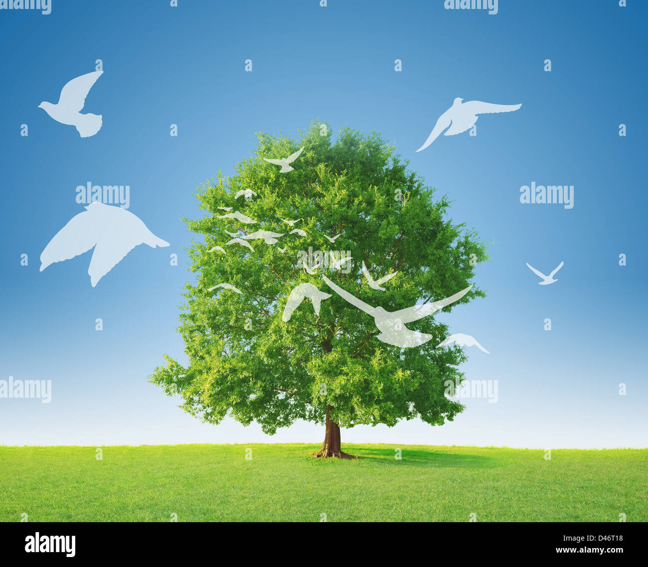 Tree And Birds Stock Photo - Alamy