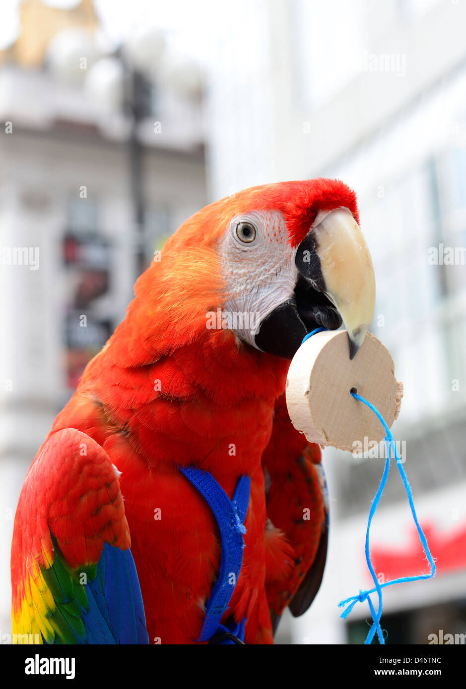 Talking parrot hi-res stock photography and images - Alamy