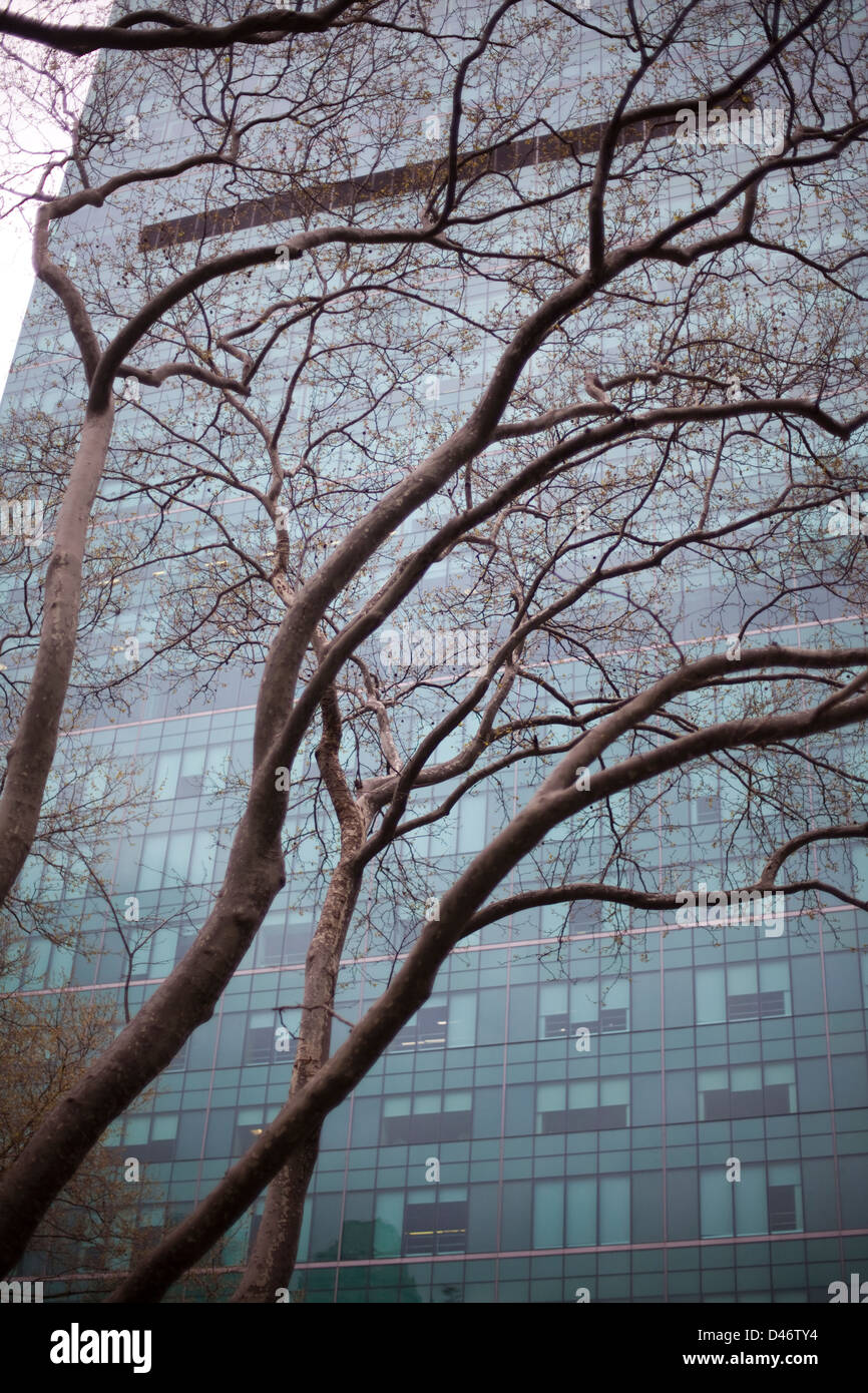 Winter trees and New York City architecture. United States Stock Photo ...