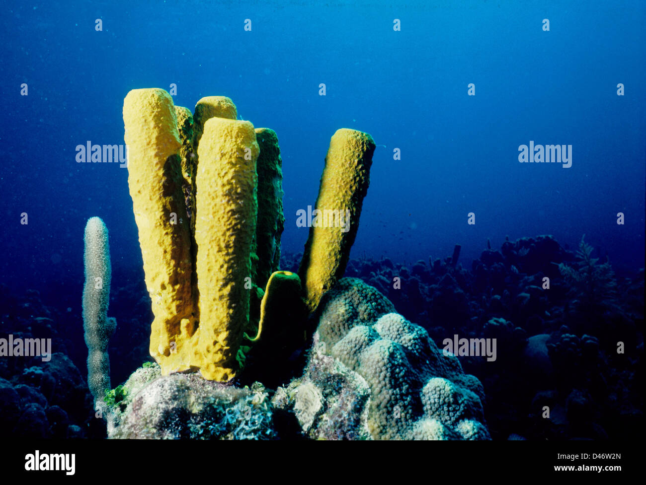 Aplysina fistularis, Yellow tube sponge, Cuba, Carribean Sea Stock ...