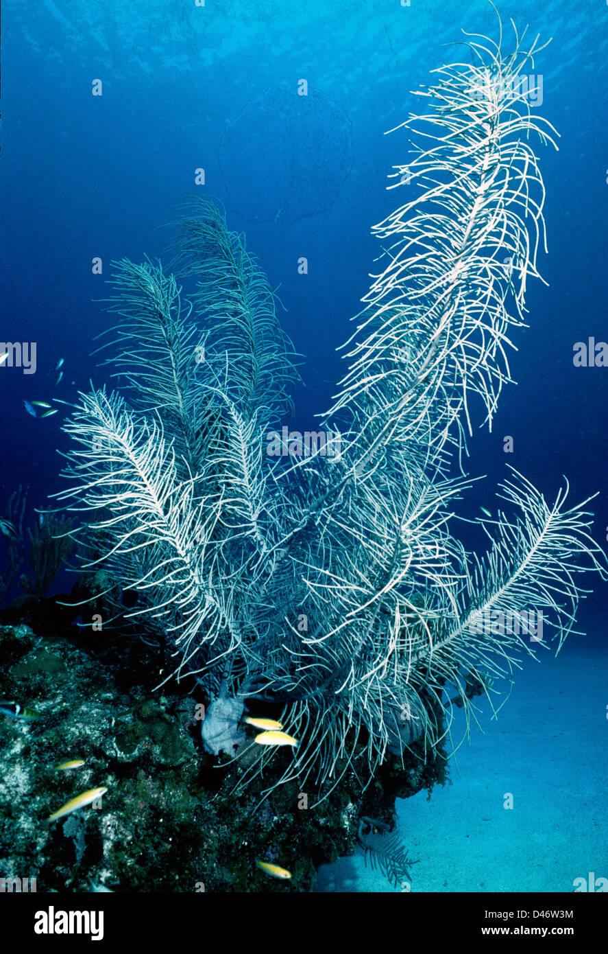 Sea plume coral hi-res stock photography and images - Alamy
