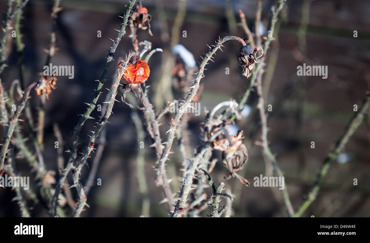 Red and frozen hi-res stock photography and images - Alamy
