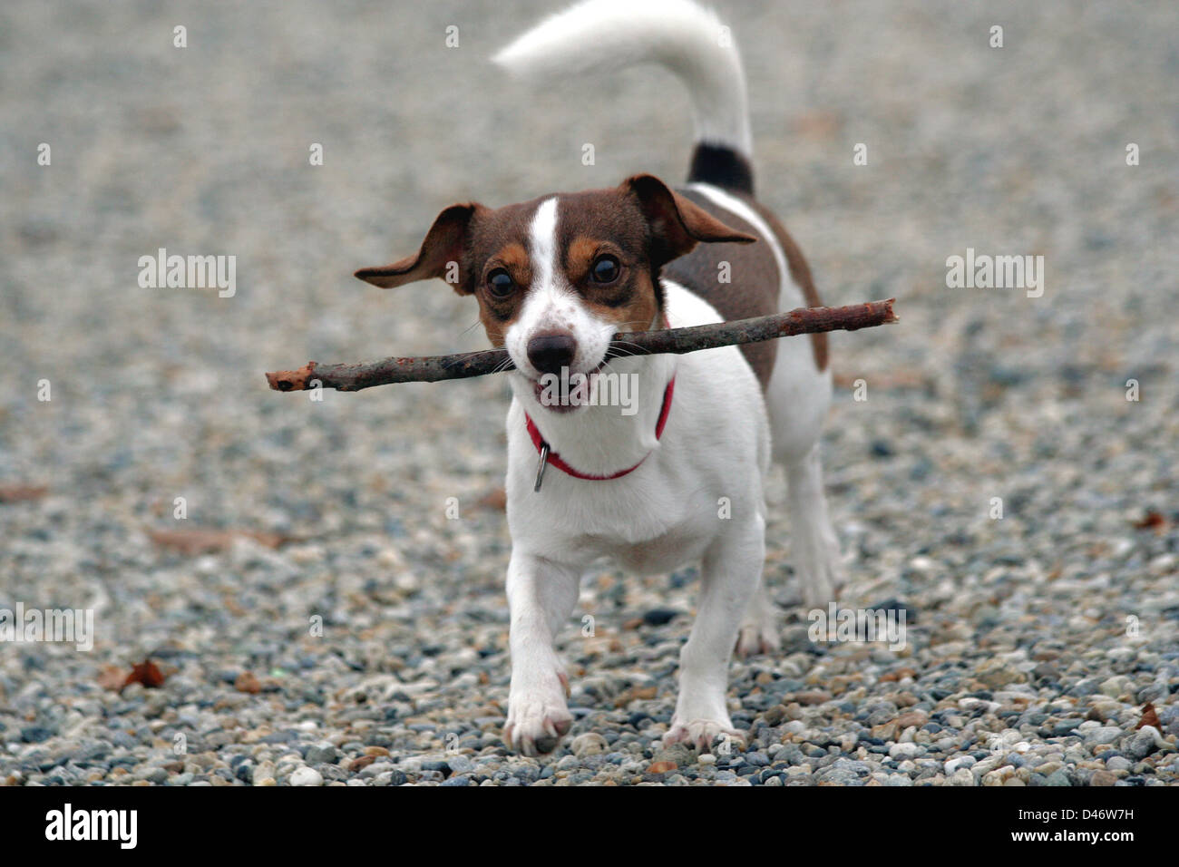 Sticks are a dog's best friend! Stock Photo - Alamy