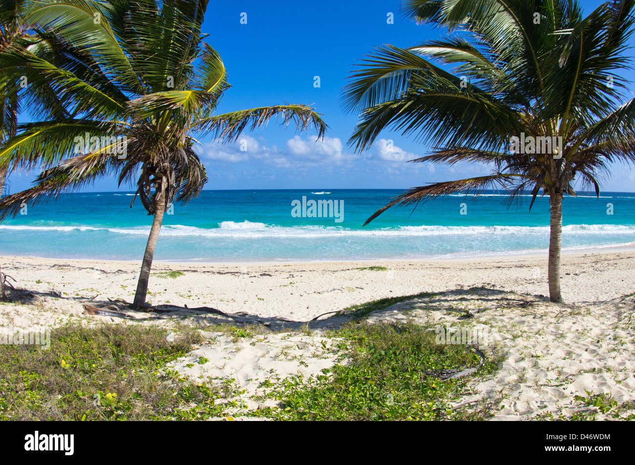 Palms sea beach hi-res stock photography and images - Alamy