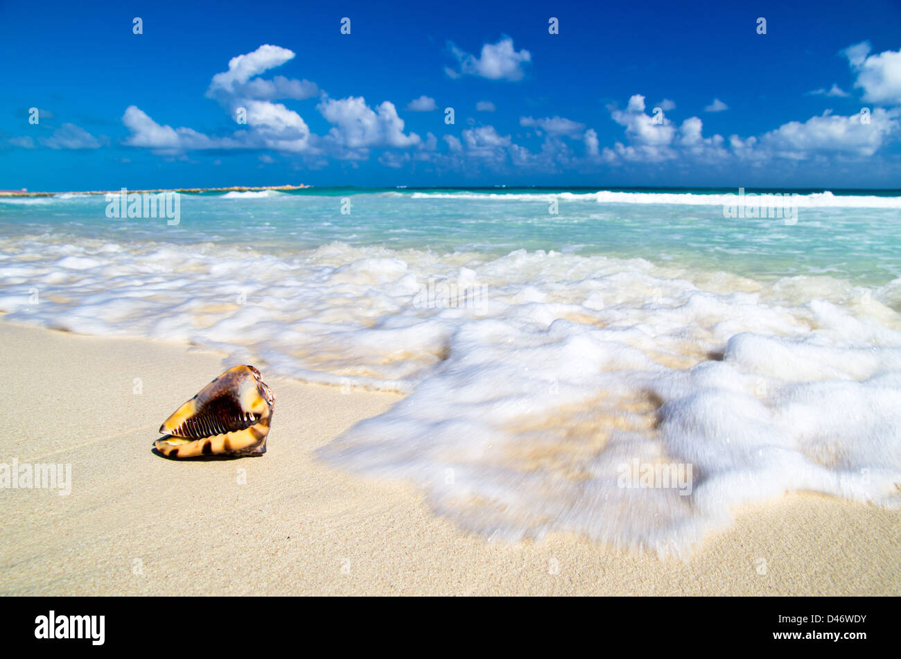 Seashell on the caribbean beach Stock Photo - Alamy