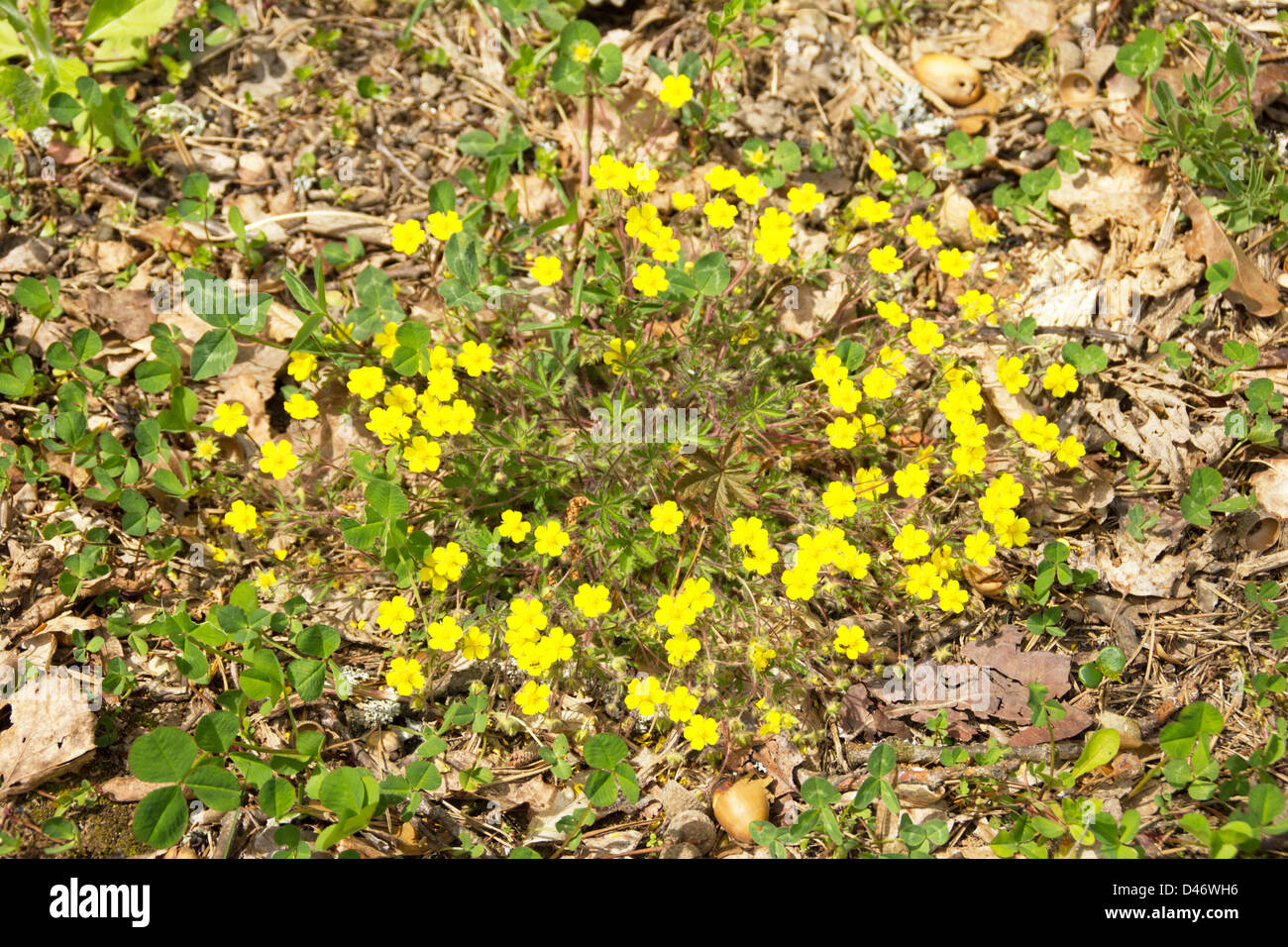 Ranunculus acris garden hi-res stock photography and images - Alamy