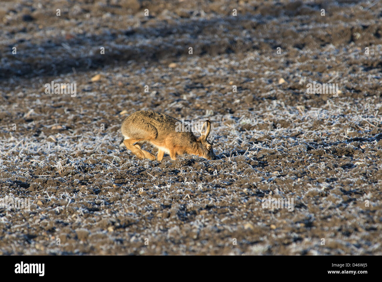 Common Hare (Lepus europaeus) feeding on a frosen field Stock Photo - Alamy