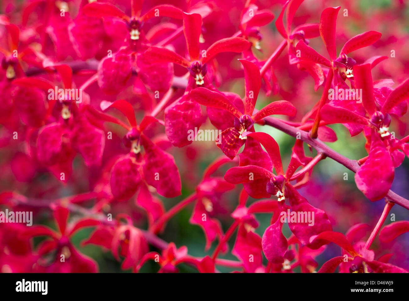 National orchid garden hi-res stock photography and images - Alamy