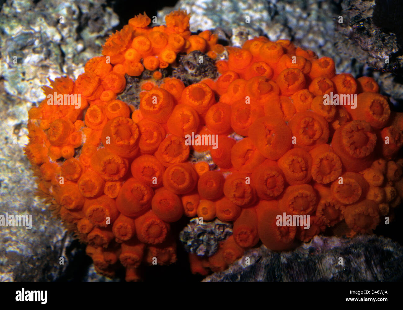 Sun Coral Tubastrea coccinea, Dendrophyllidae Indo-pacific ocean Stock ...
