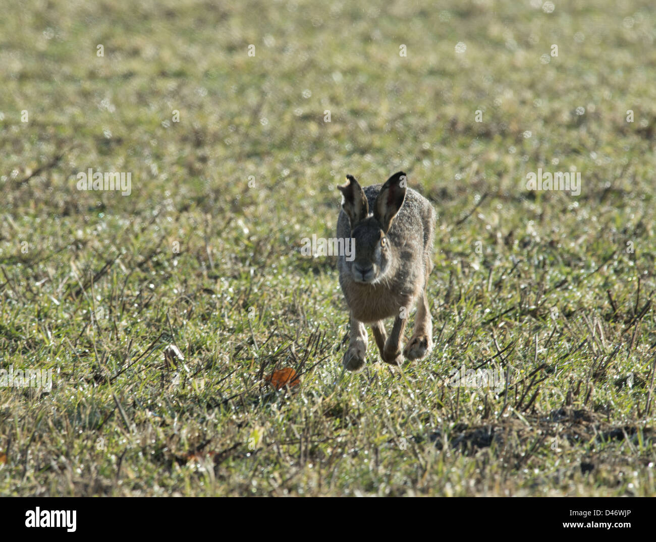 Common Hare (Lepus europaeus) running around in mating season Stock ...
