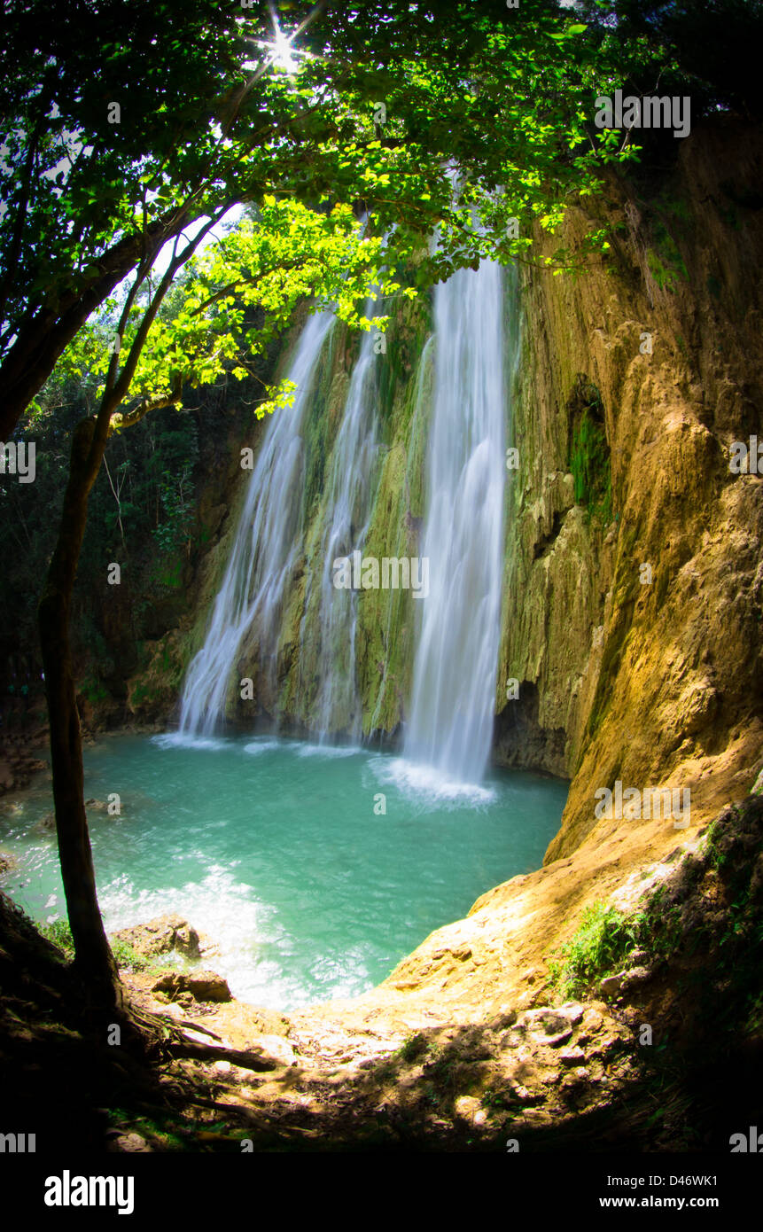 Deep green forest hi-res stock photography and images - Alamy